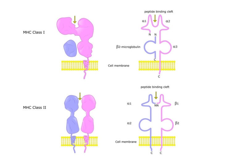 Las moléculas MHC: “el pasaporte” de la inmunidad - MiSistemaInmune